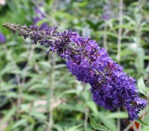 Buddleja davidii ‘Adonis Blue’ ® – Gavallér Kertészet